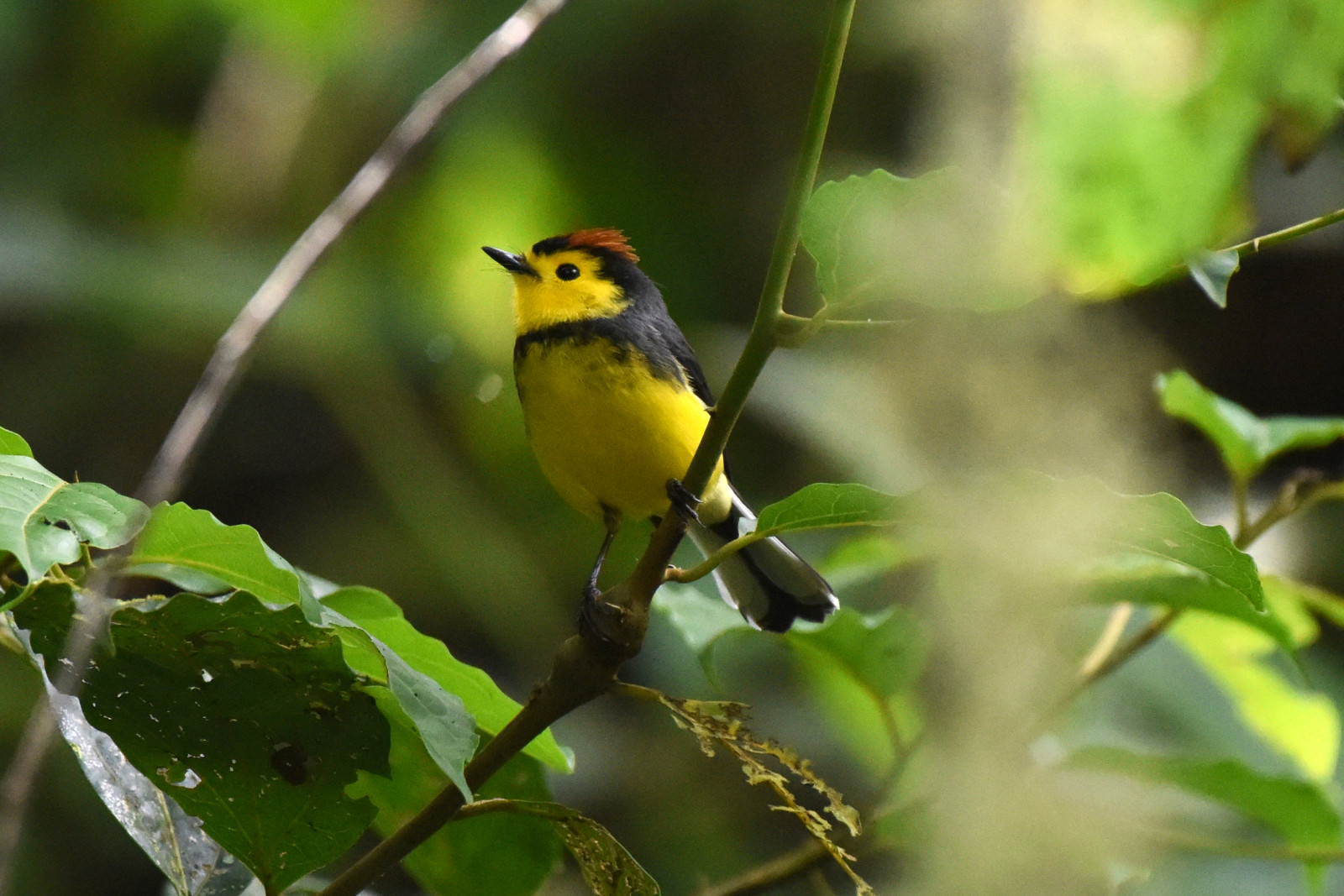 Collared Redstart (Myioborus torquatus) | Birdingplaces